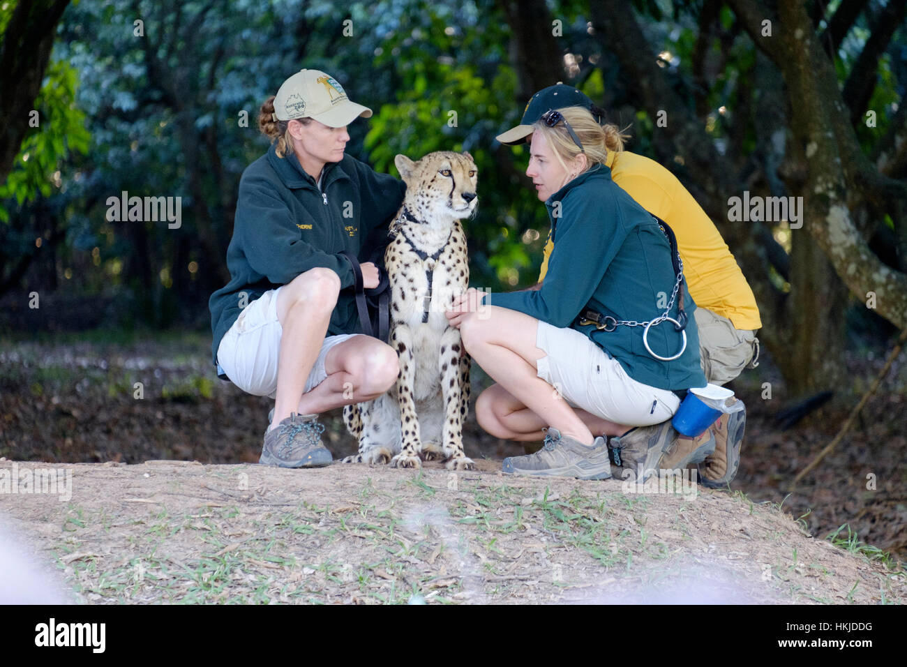 Cheetah - Australia Zoo Stock Photo - Alamy