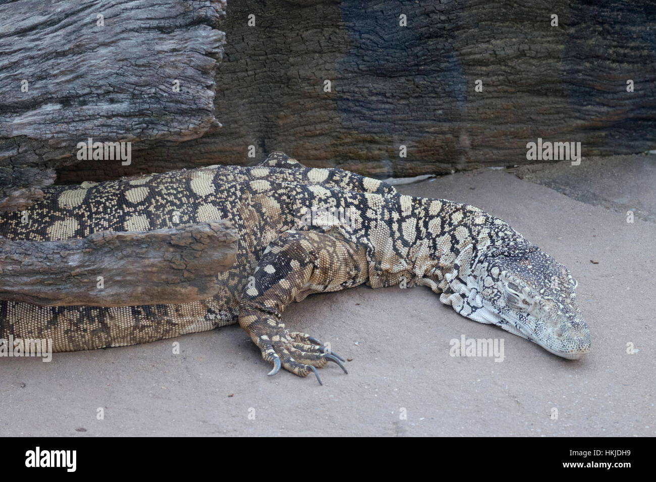 Perentie - Australia Zoo Stock Photo - Alamy