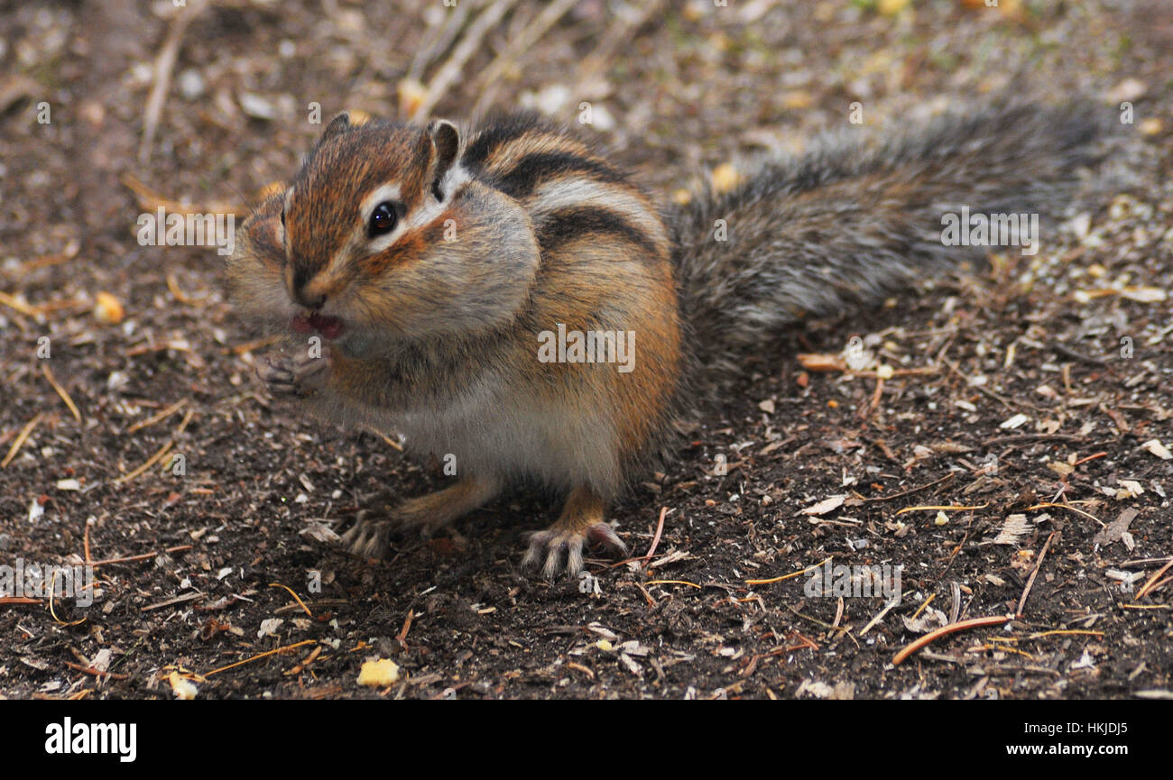 Nimble hi-res stock photography and images - Alamy