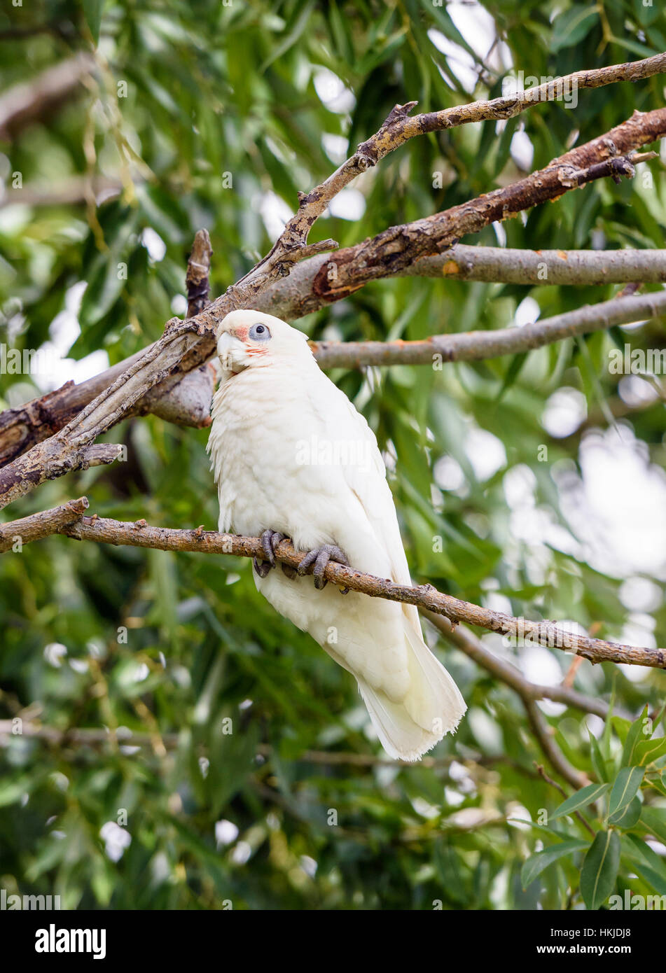 Australian corella hi-res stock photography and images - Alamy
