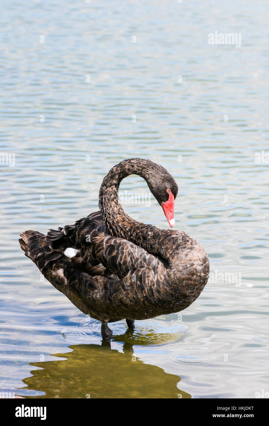 Black Swan, Lake Monger, Perth, Western Australia Stock Photo - Alamy