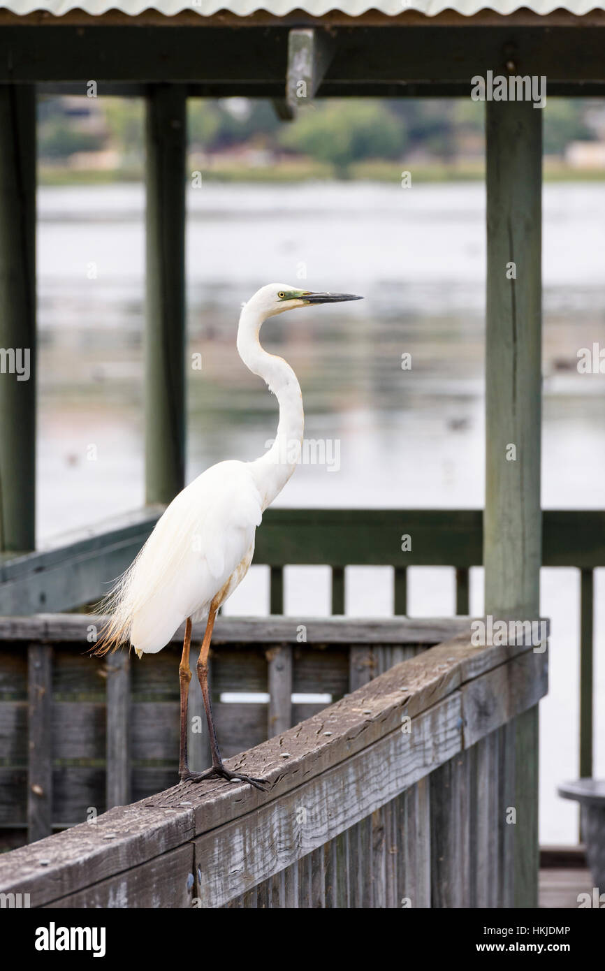 A Great Egret in breeding season with a green face and black bill, Lake ...