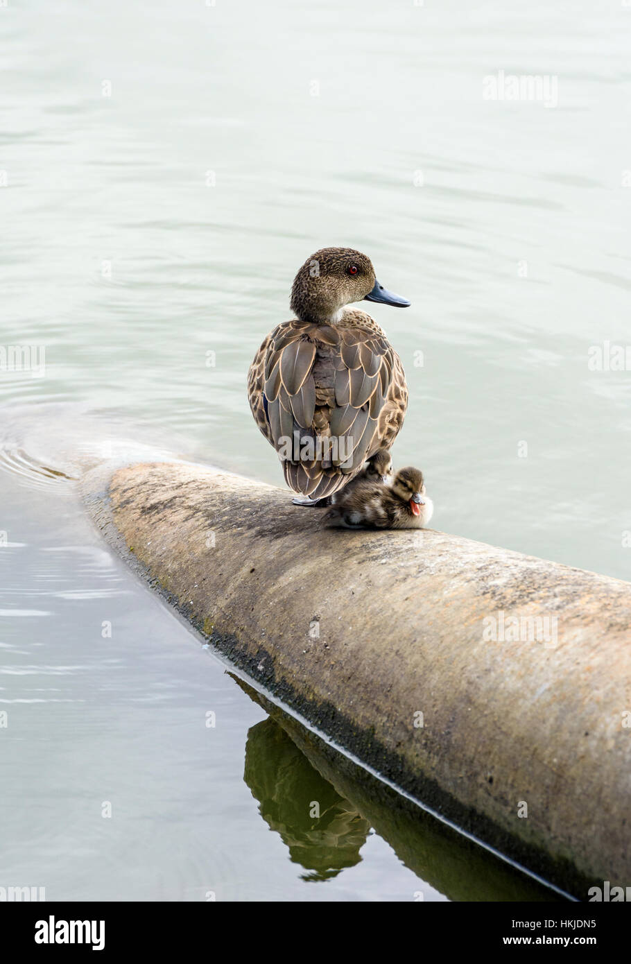 Grey ducklings hi-res stock photography and images - Alamy