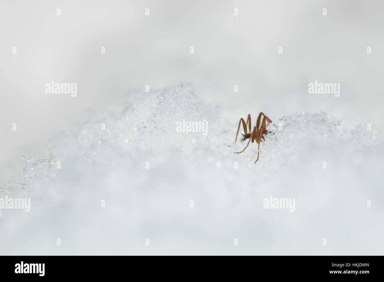 Snow crane fly Stock Photo - Alamy