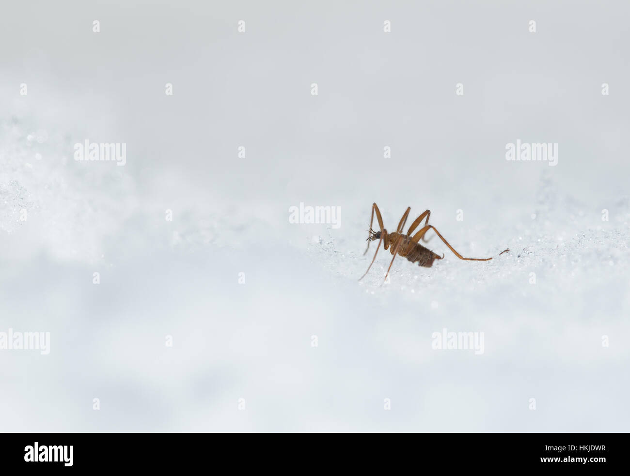 Snow crane fly Stock Photo - Alamy