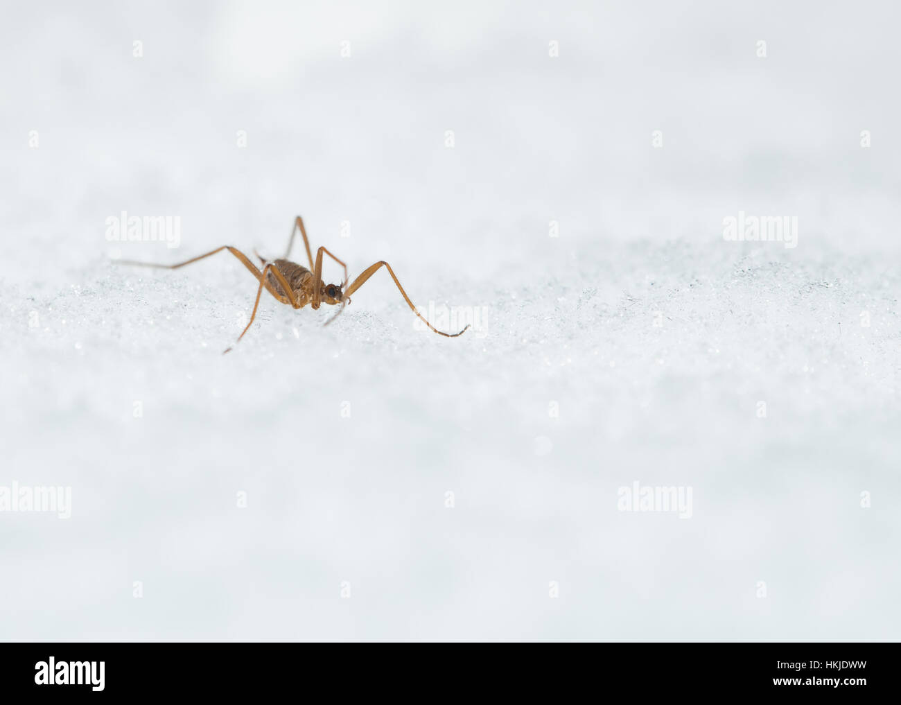 Snow crane fly Stock Photo - Alamy