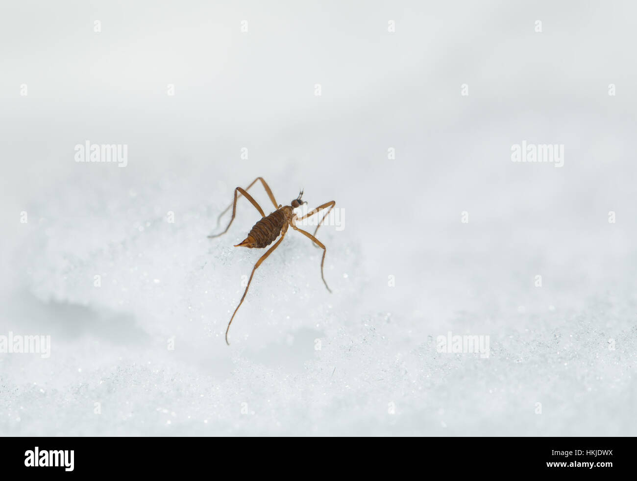 Snow crane fly Stock Photo - Alamy