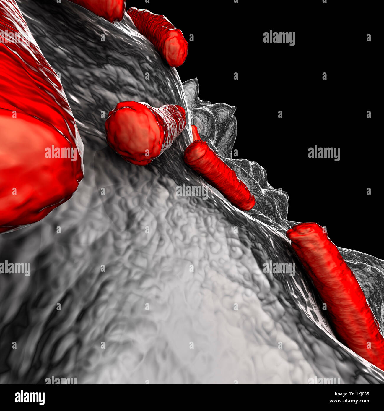 Microscope image of bacteria hi-res stock photography and images - Alamy