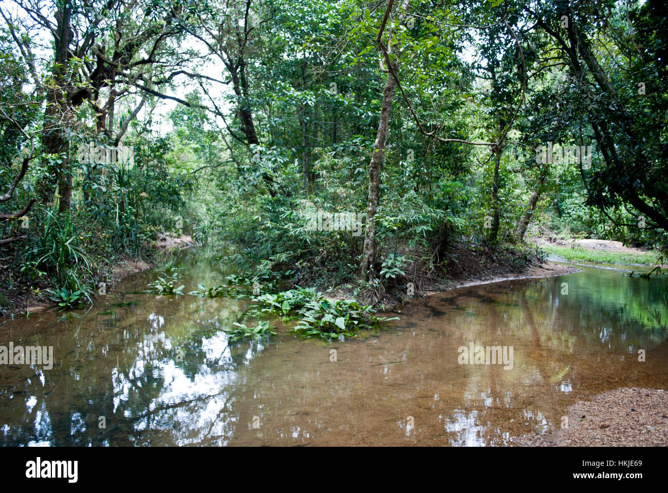 Walk in Agumbe Stock Photo - Alamy