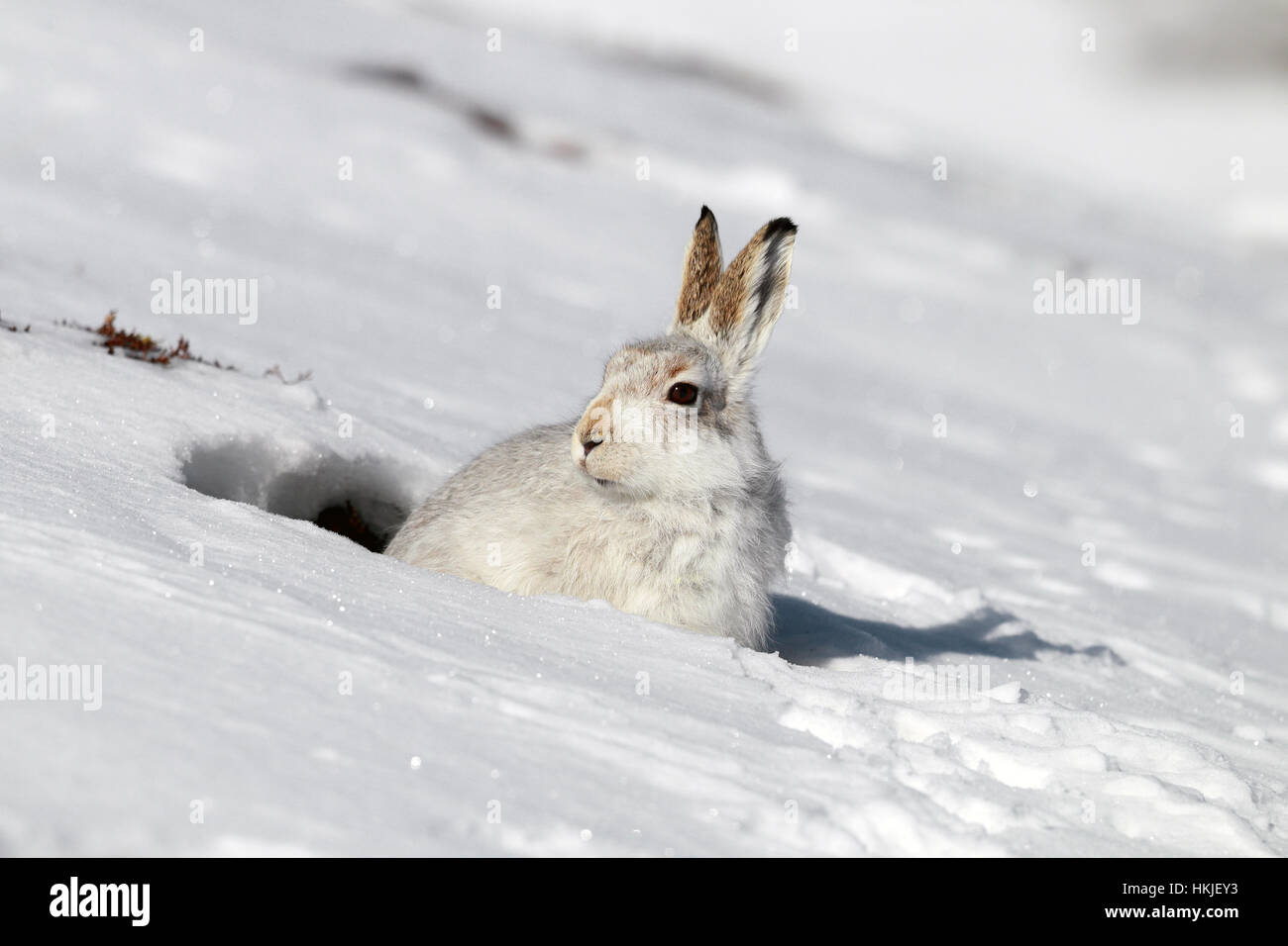Cute bunny snow hi-res stock photography and images - Alamy