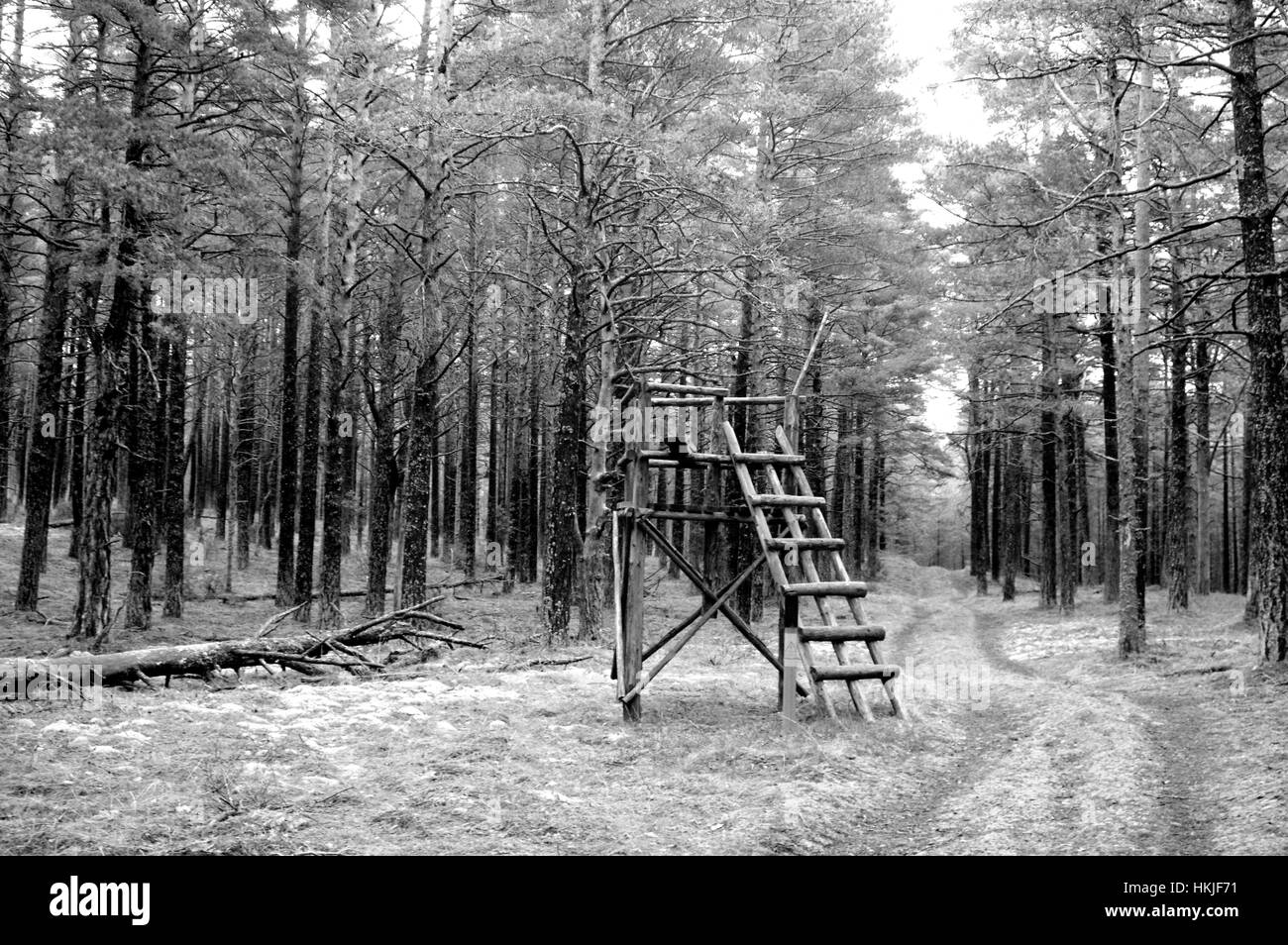 Hunting tower, Tower, Hunting watchtower, Hunters tower, Forest Stock ...