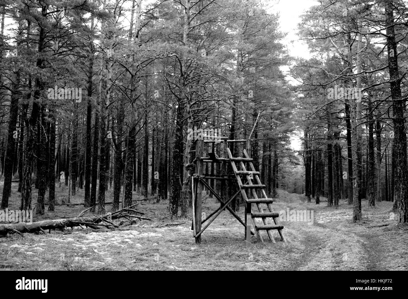 Hunting tower, Tower, Hunting watchtower, Hunters tower, Forest Stock ...