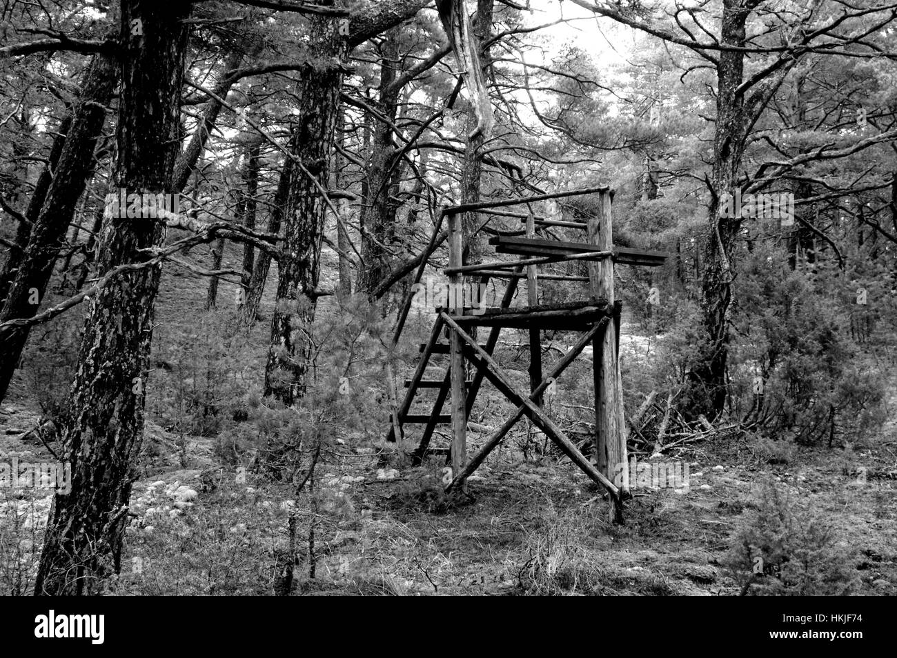 Hunting tower, Tower, Hunting watchtower, Hunters tower, Forest Stock ...