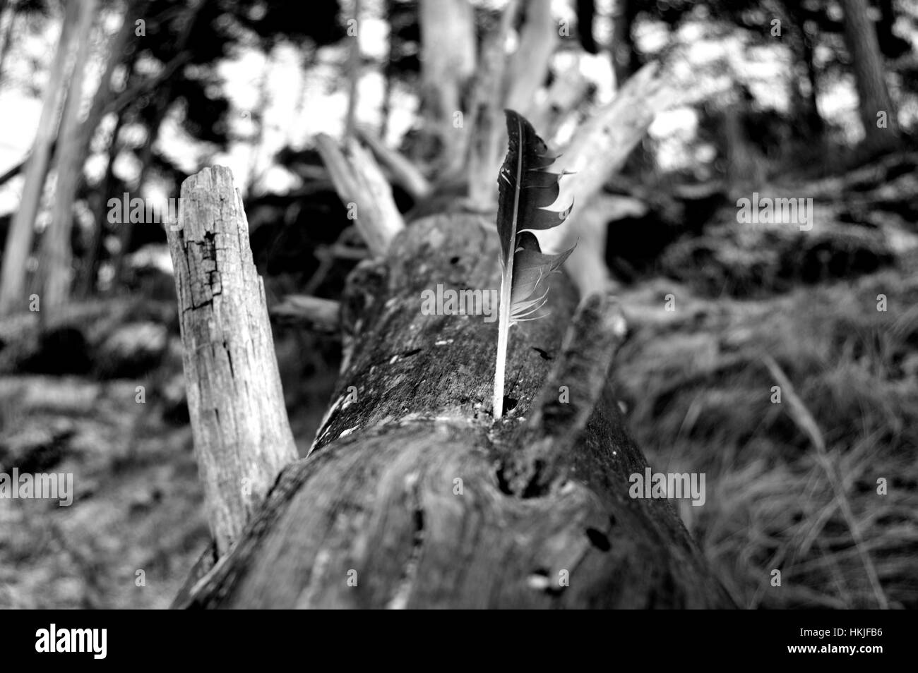 Feather, Plume, Bird feather, Still life Stock Photo - Alamy