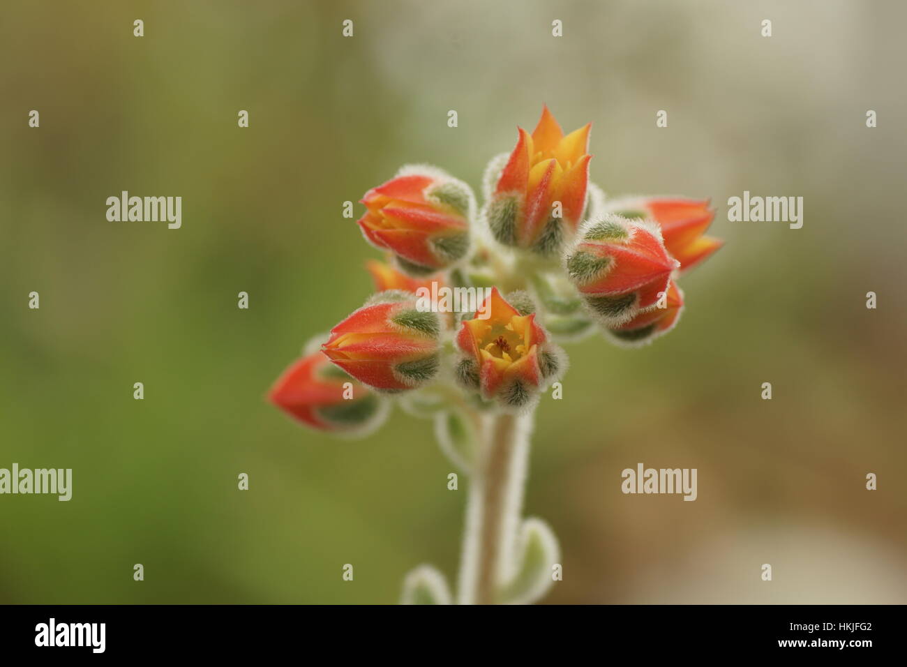 Doris taylor hi-res stock photography and images - Alamy