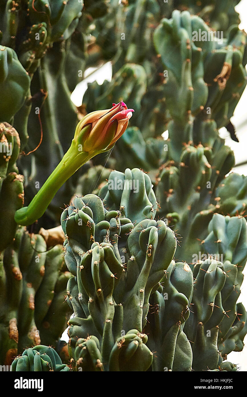 Cereus cactus with bud Stock Photo - Alamy