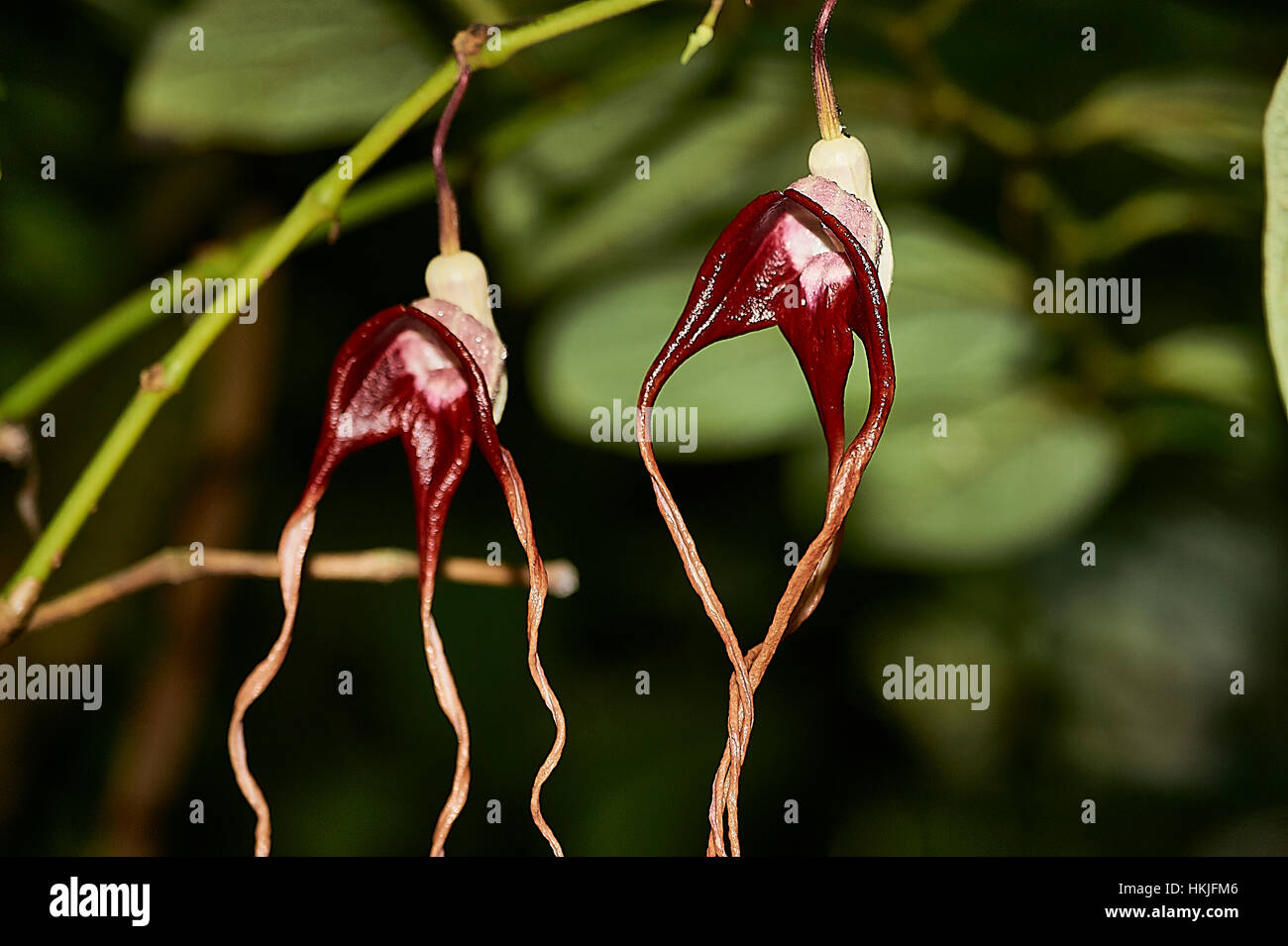 Dutchman's pipe vine hi-res stock photography and images - Alamy