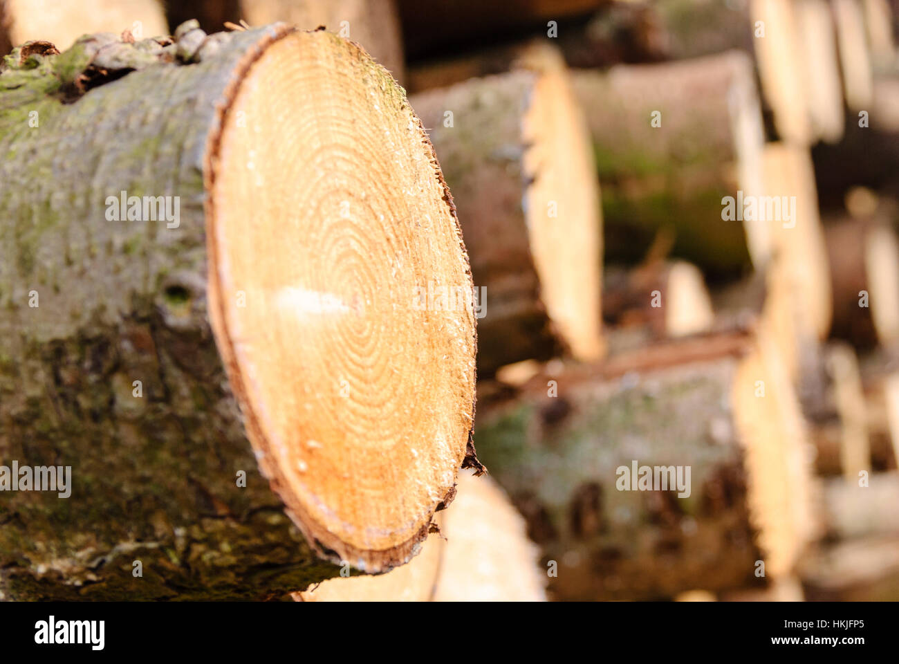 Timber logs cut down and waiting transported to a sawmill Stock Photo ...