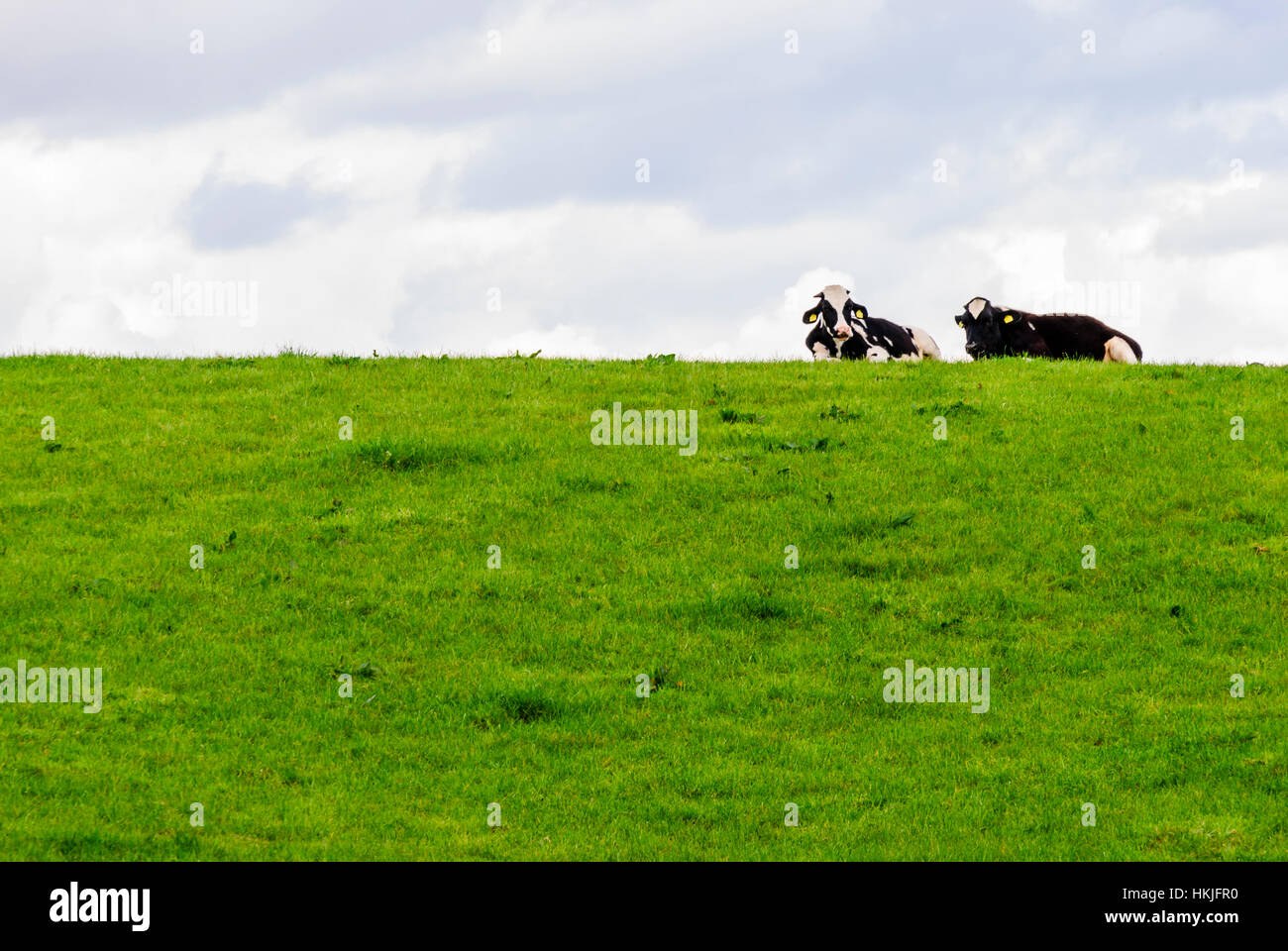 Two cows lie down on hi-res stock photography and images - Alamy
