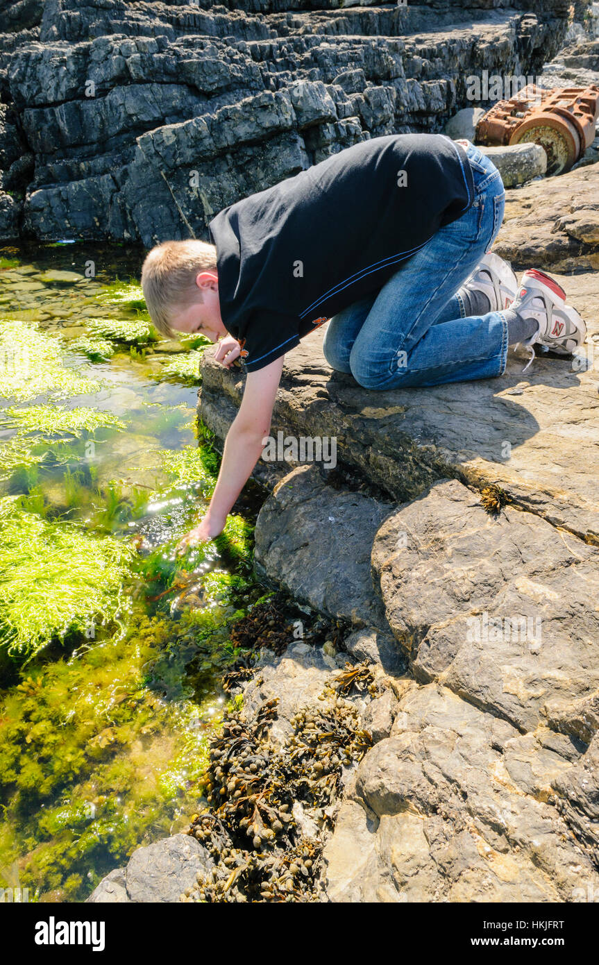 Crab in rockpool hi-res stock photography and images - Alamy