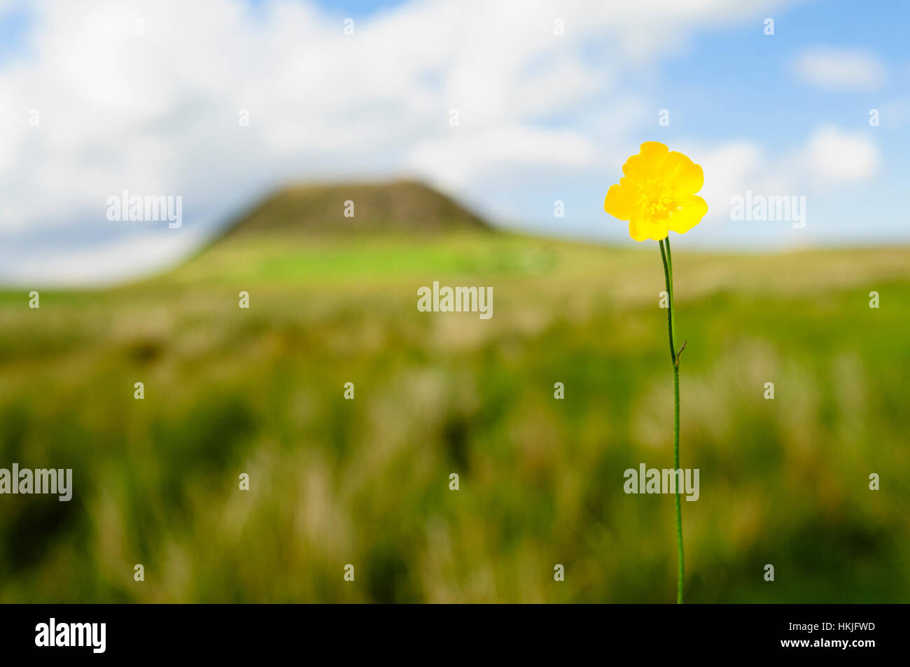Buttercup in a field with Slemish, Northern Ireland, behind Stock Photo ...