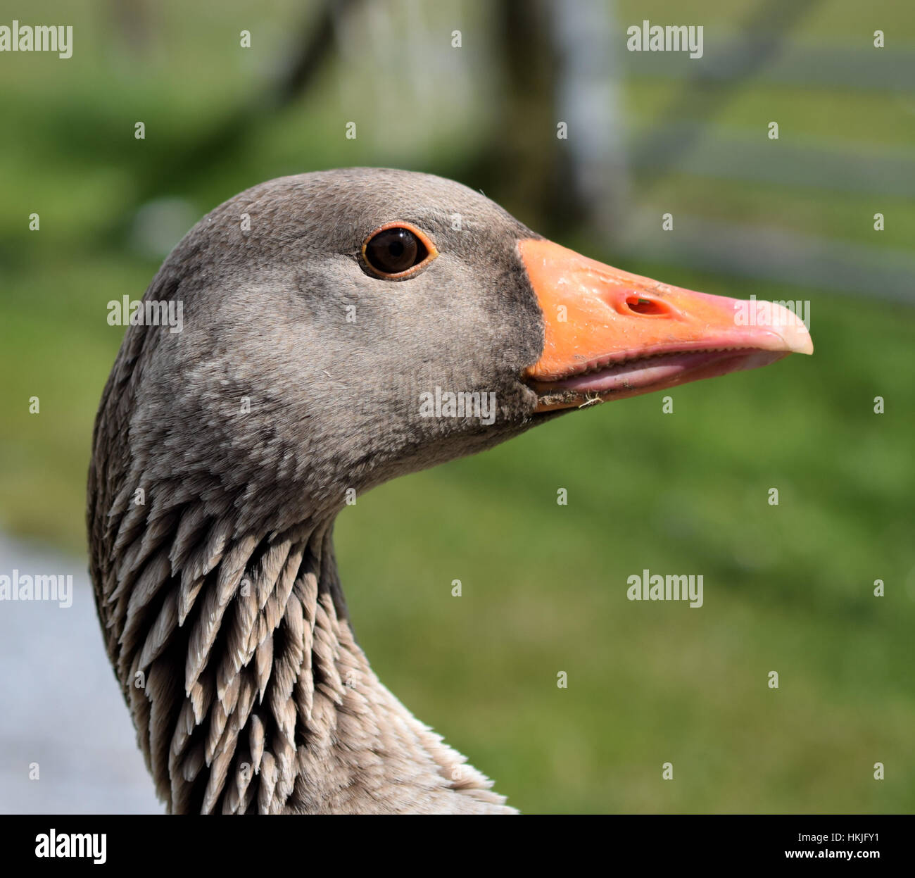 A Large Goose Stock Photos & A Large Goose Stock Images - Alamy