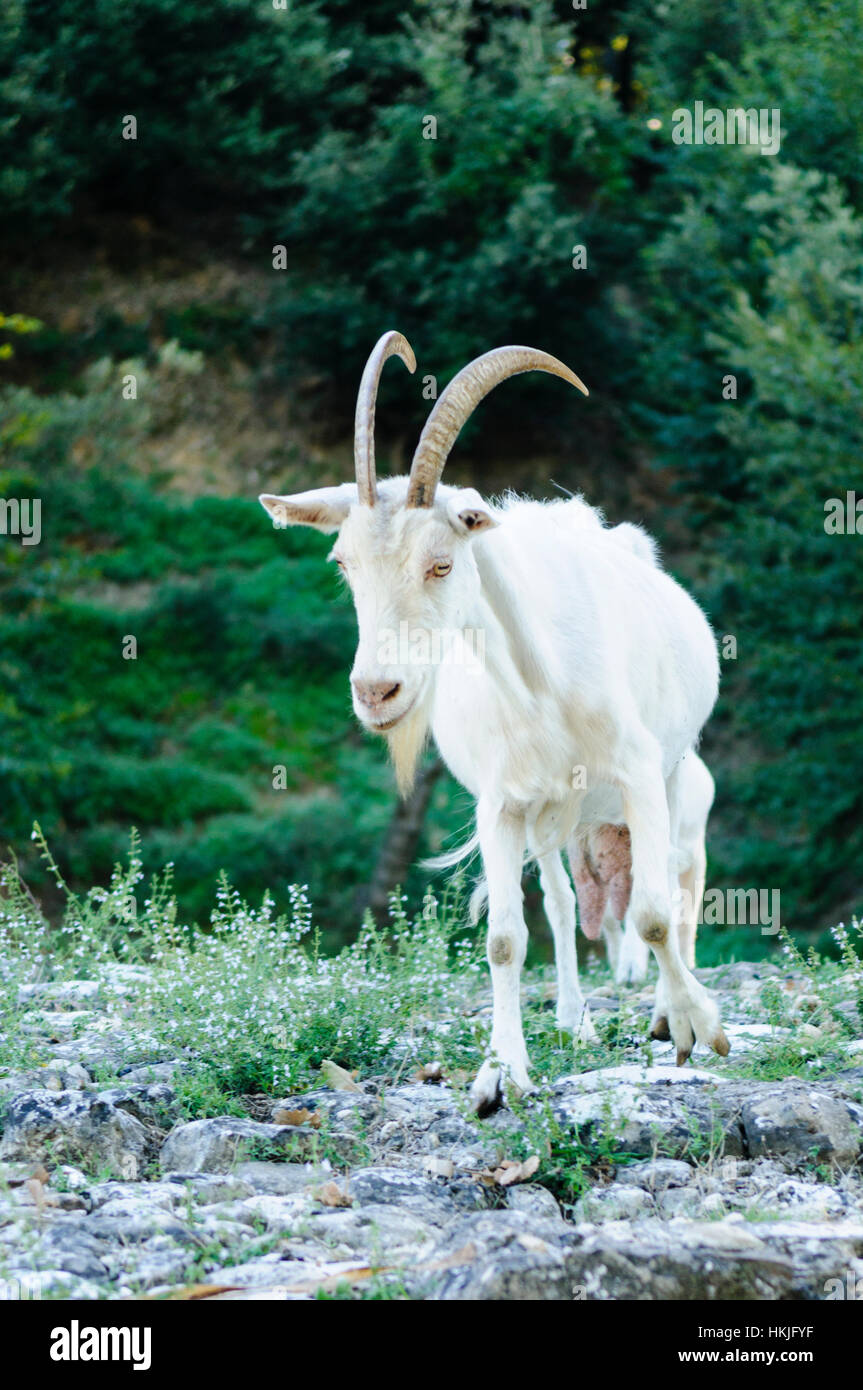 Female wild mountain goat Stock Photo - Alamy