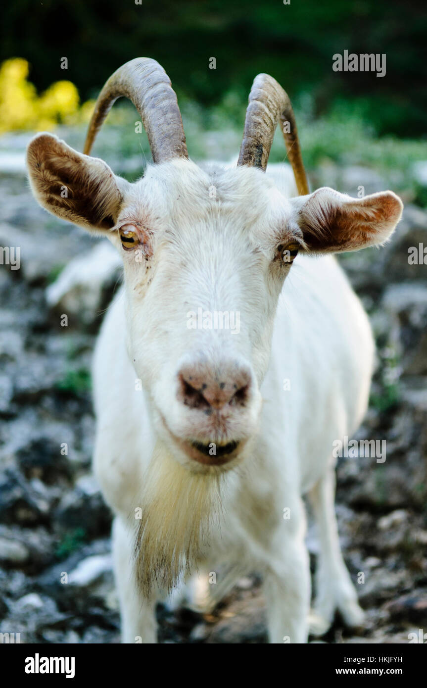 Female wild mountain goat Stock Photo - Alamy