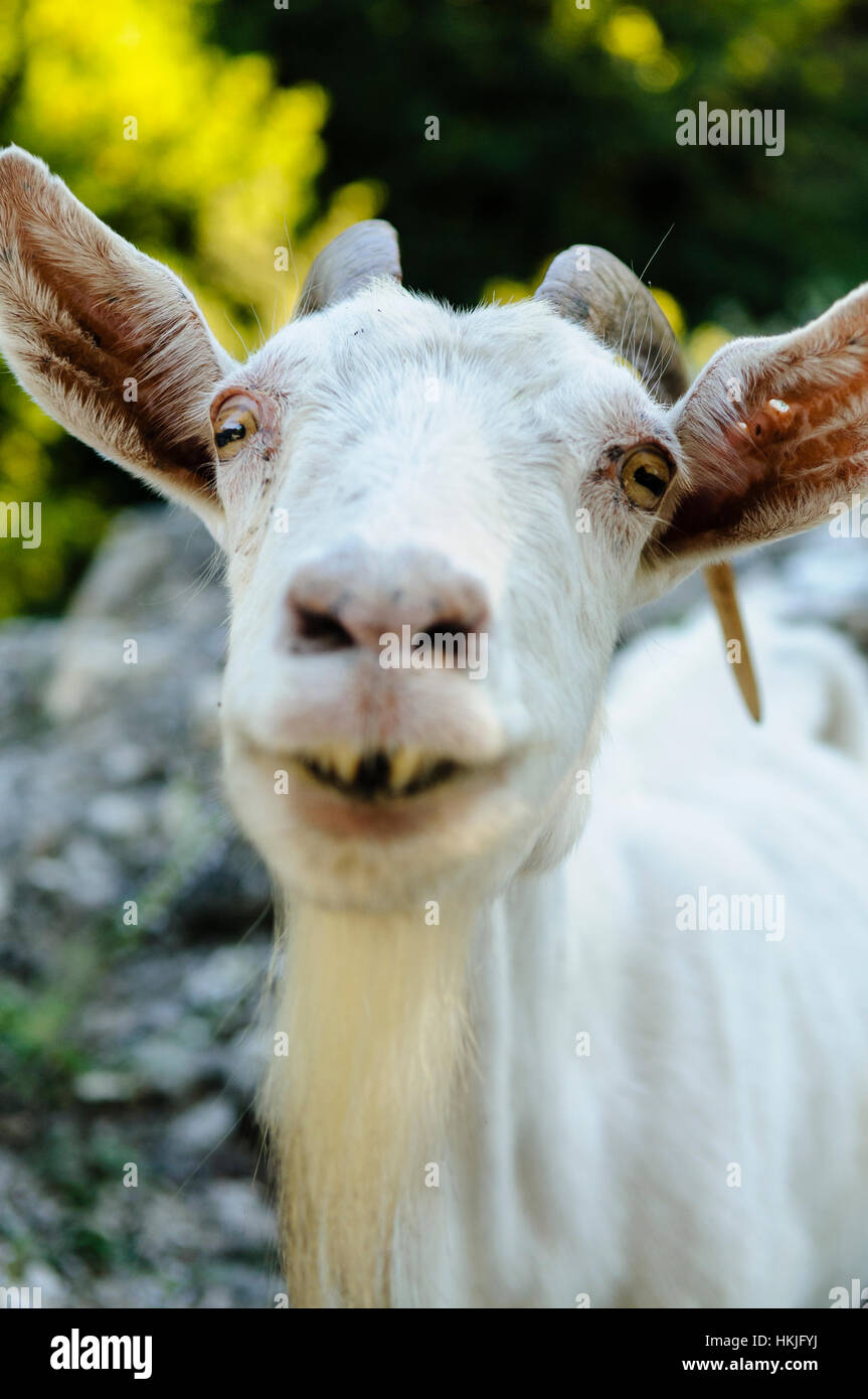 Goat Teeth High Resolution Stock Photography and Images - Alamy