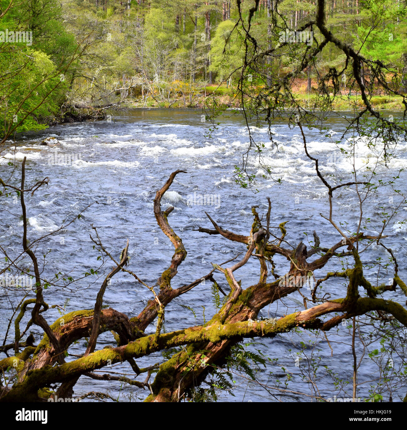 View to river Oich from riverbank near Kytra, Scotland Stock Photo - Alamy