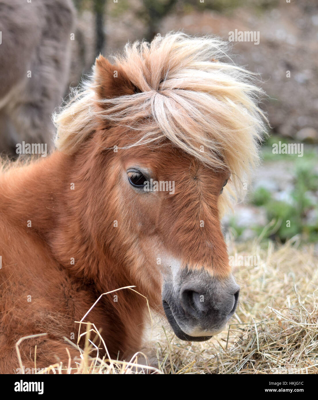 Face pony hi-res stock photography and images - Alamy