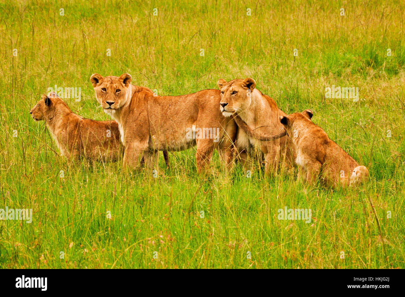Lioness Pack, Masai Mara, Kenya Stock Photo - Alamy