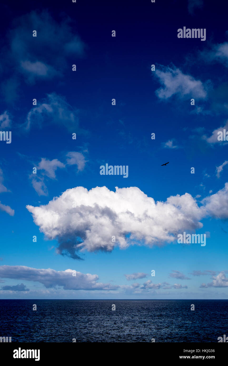Cloud and solitary bird over sea Stock Photo - Alamy