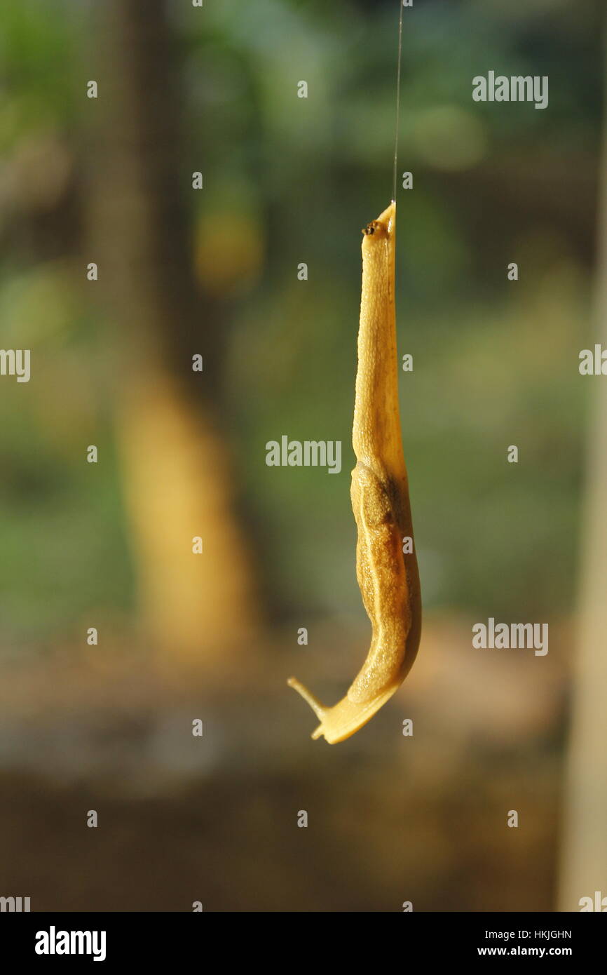 natural beauty and traditional art Stock Photo - Alamy