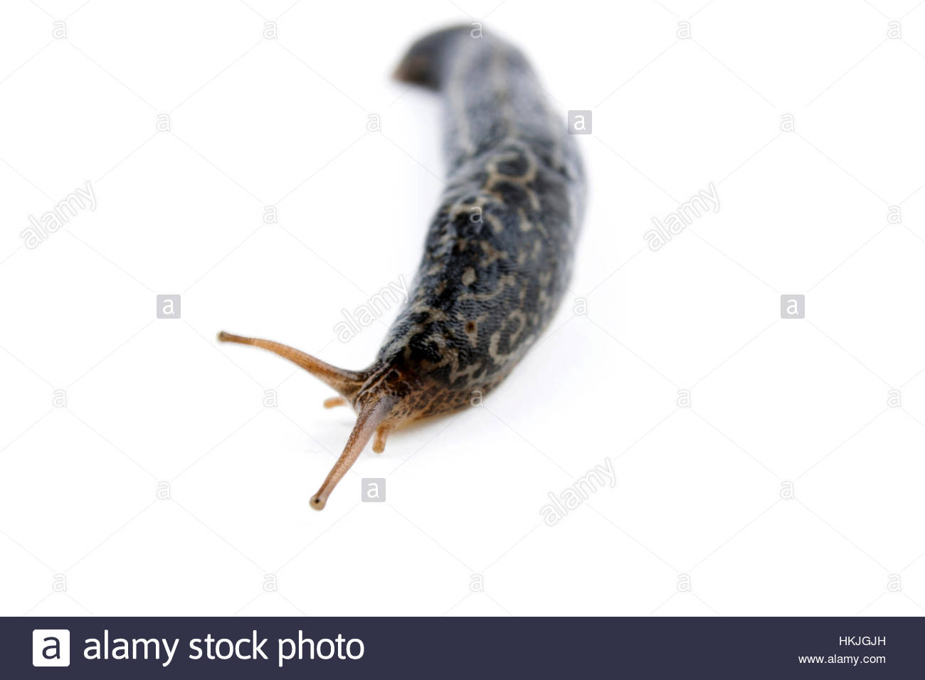 Spotted Garden Slug Limax Maximus High Resolution Stock Photography and ...