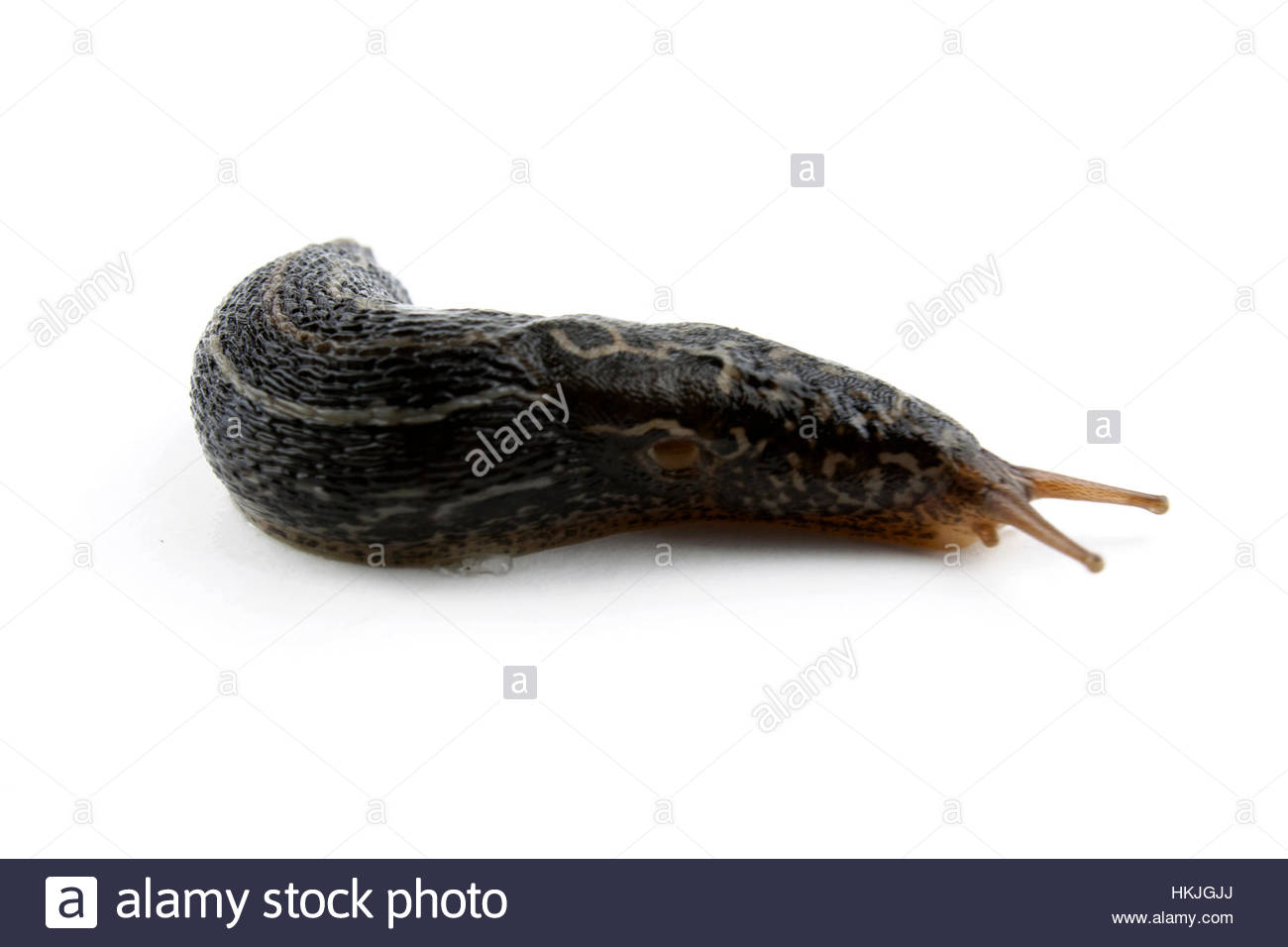 Spotted Leopard Slugs High Resolution Stock Photography and Images - Alamy