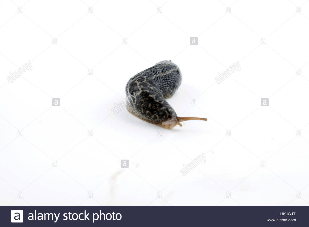 Spotted Leopard Slugs High Resolution Stock Photography and Images - Alamy