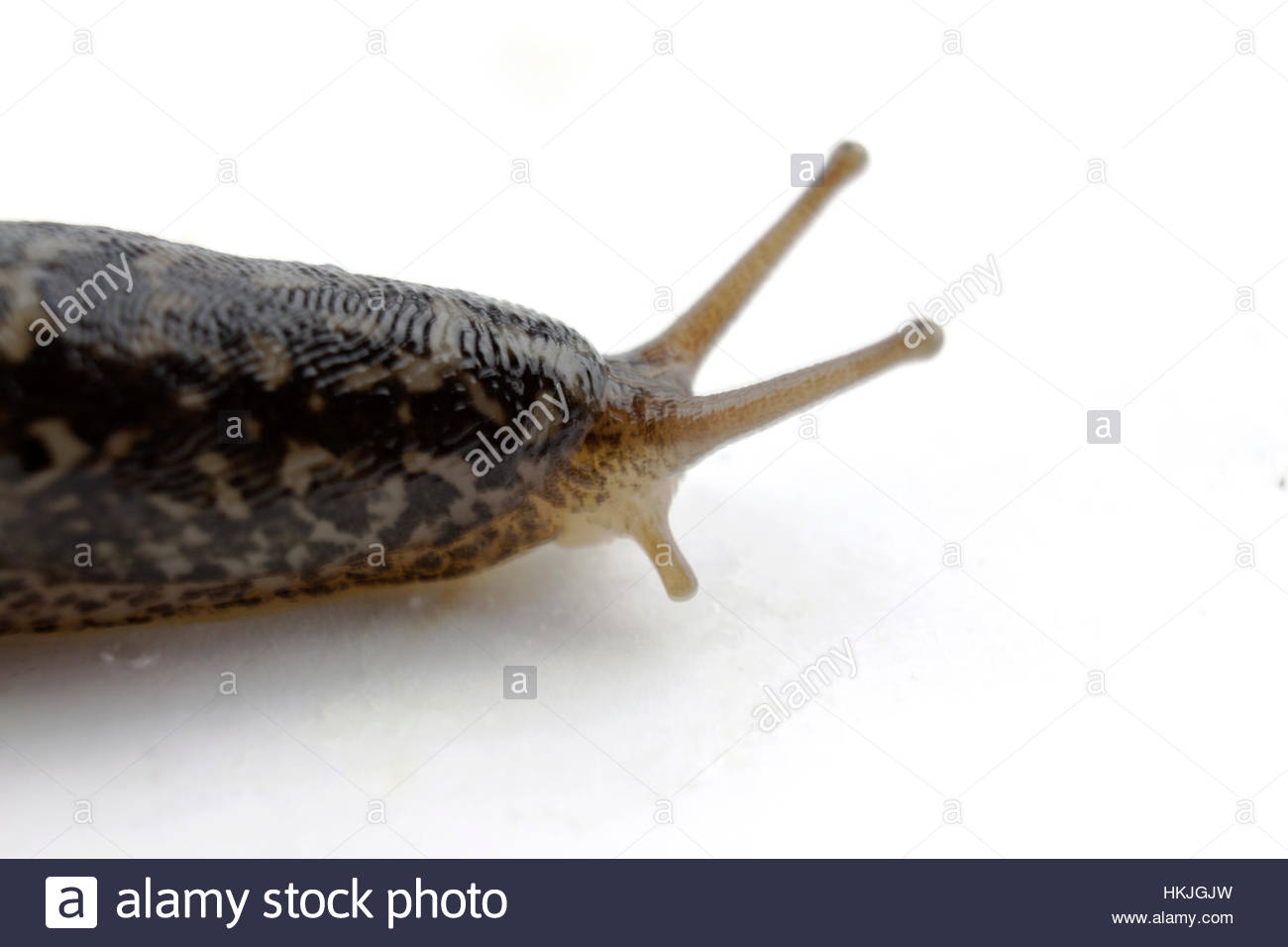 Spotted Leopard Slugs High Resolution Stock Photography and Images - Alamy