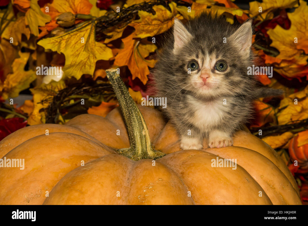 Fall Kitten