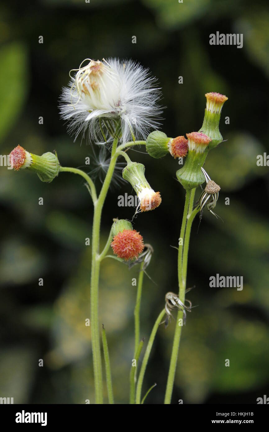 natural beauty and traditional art Stock Photo - Alamy