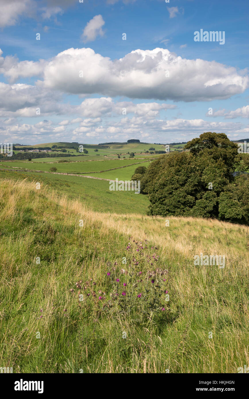 Thistle growing on a grassy hilltop in the White Peak, Derbyshire ...