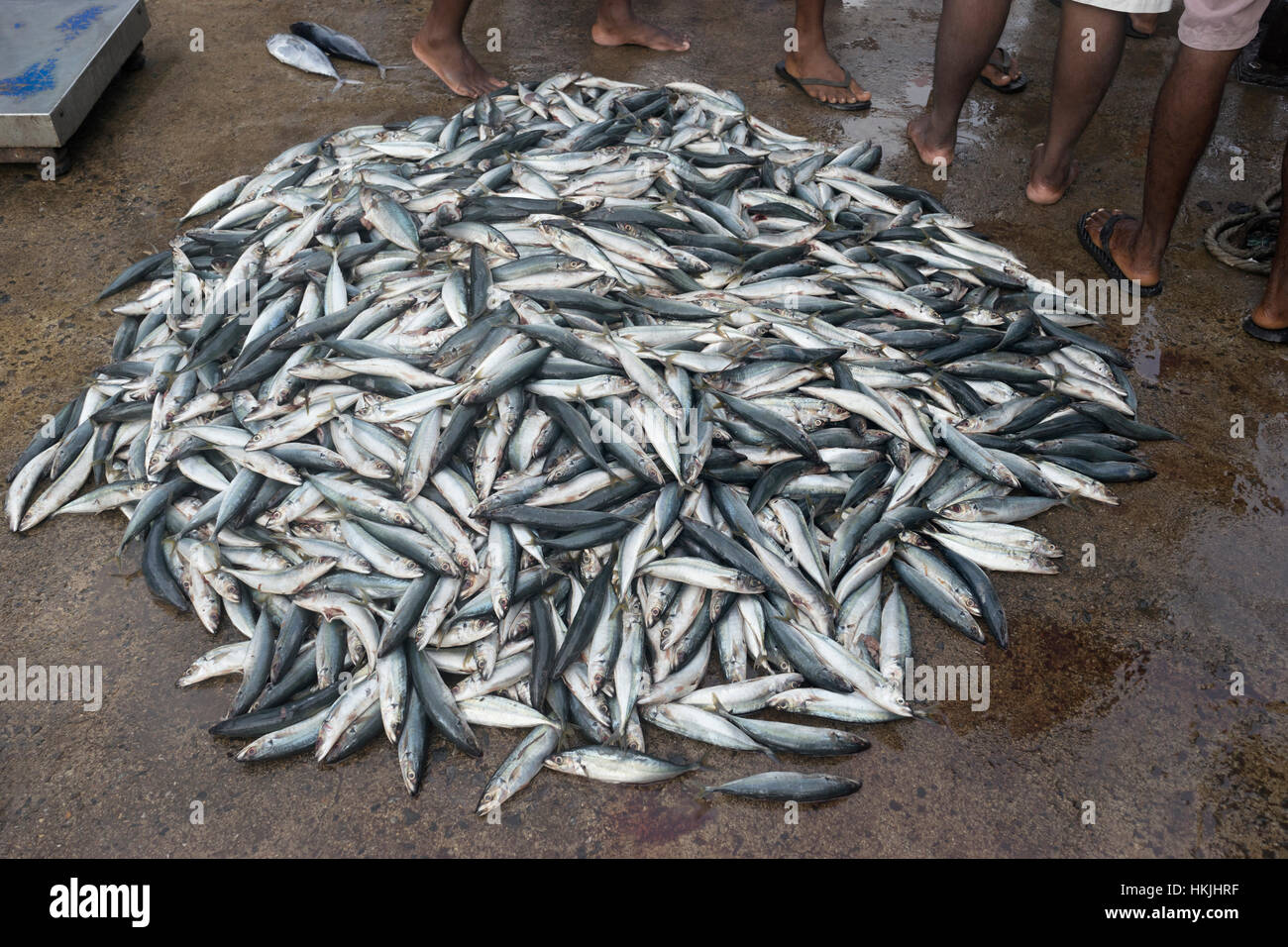 Mackerel fish for sale at fish market, Western Province, Sri Lanka ...
