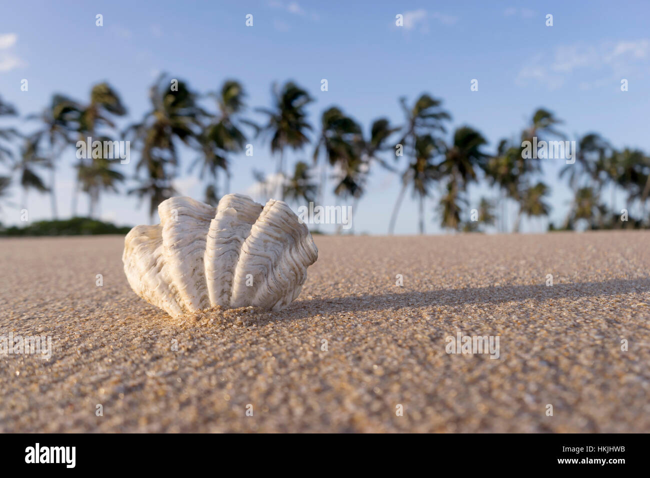 Seashell on beach against sky, Tangalle, South Province, Sri Lanka ...