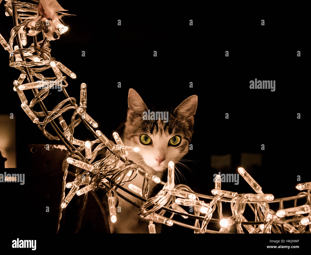 Lights in eyes hi-res stock photography and images - Alamy