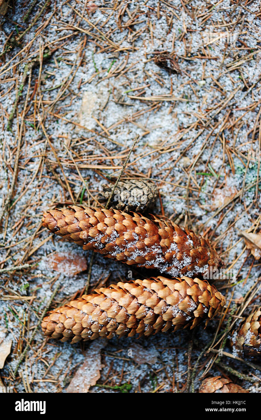 Selective focus pine cone hi-res stock photography and images - Alamy