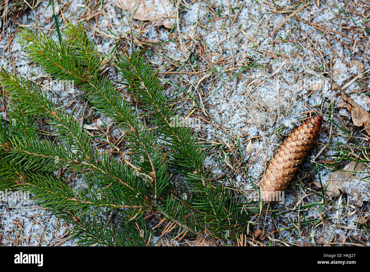 Ground pine hi-res stock photography and images - Alamy