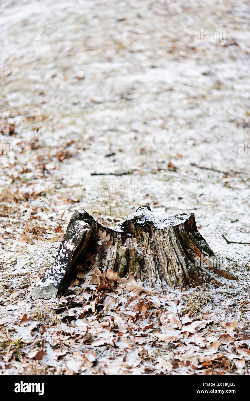 Tree stump frost hi-res stock photography and images - Alamy