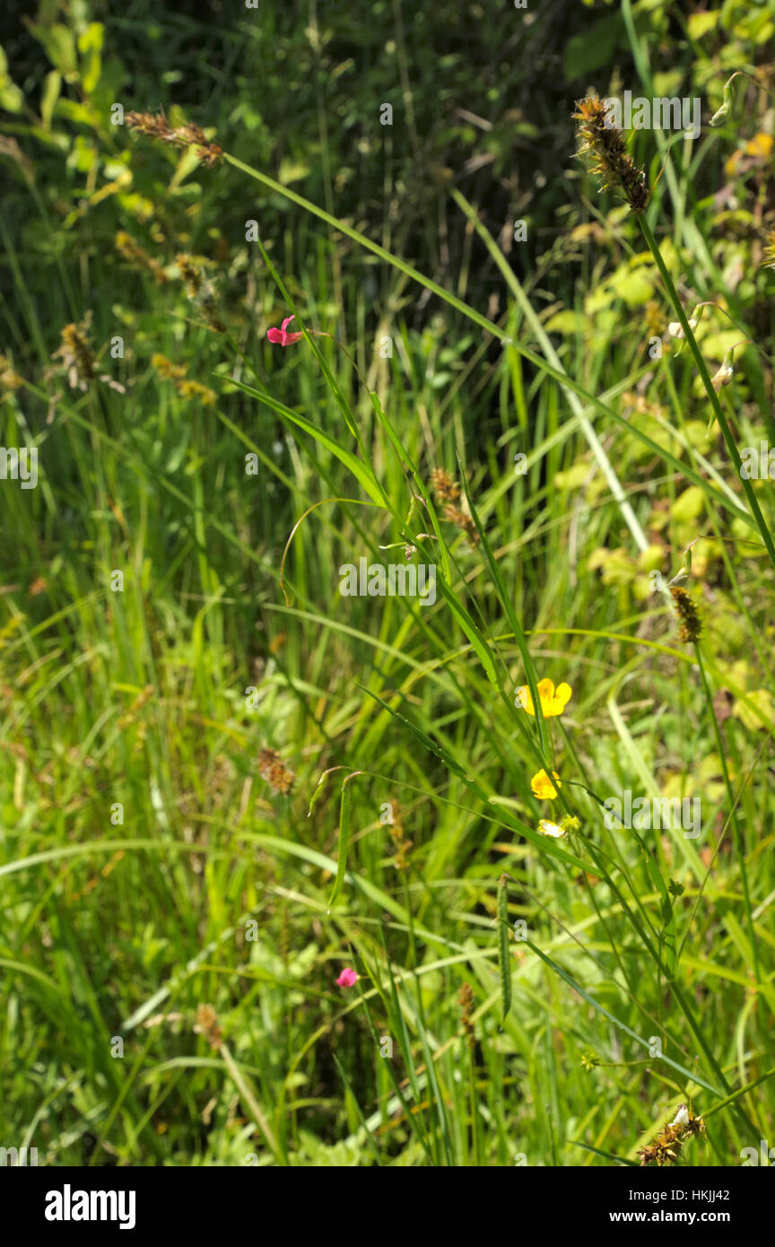 Grass Vetchling, Lathyrus nissolia Stock Photo - Alamy
