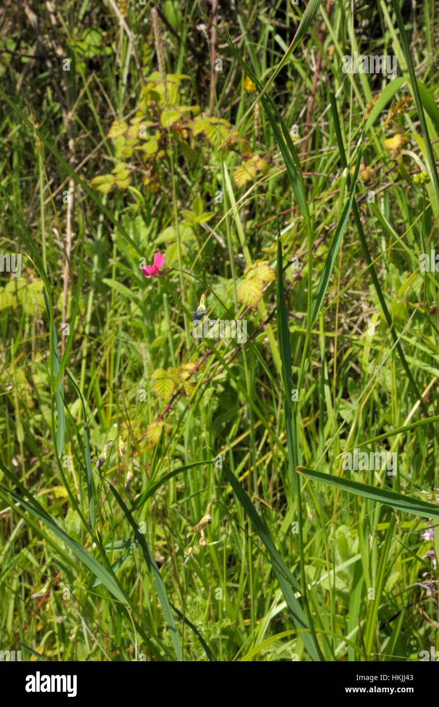 Grass vetchling lathyrus nissolia hi-res stock photography and images ...