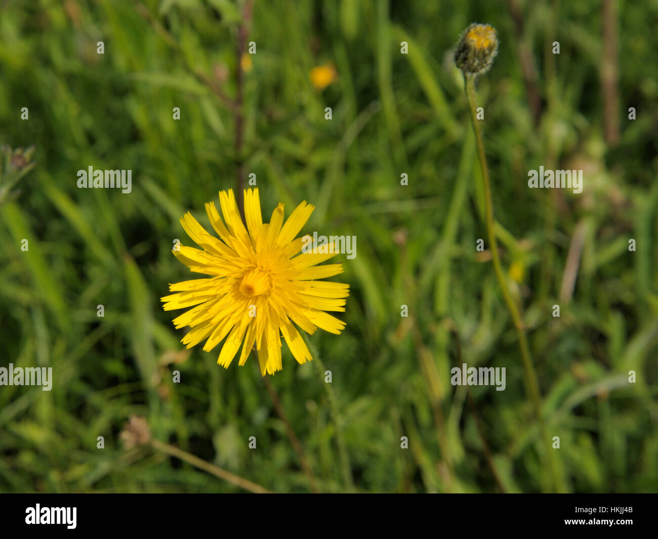 Rough hawkbit hi-res stock photography and images - Alamy